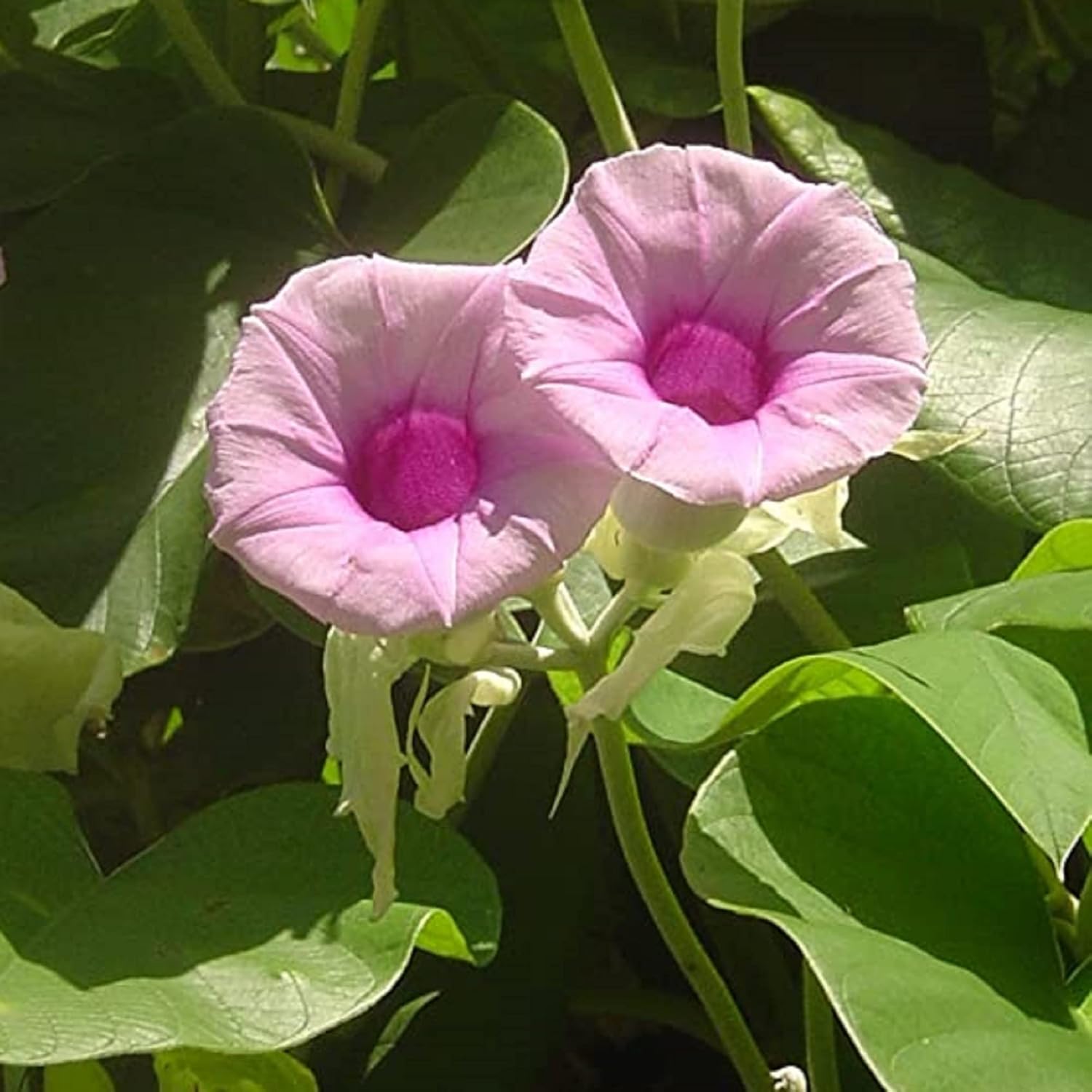 Amazon.com : CHUXAY GARDEN 50 Seeds Woolly Morning Glory,Elephant ...