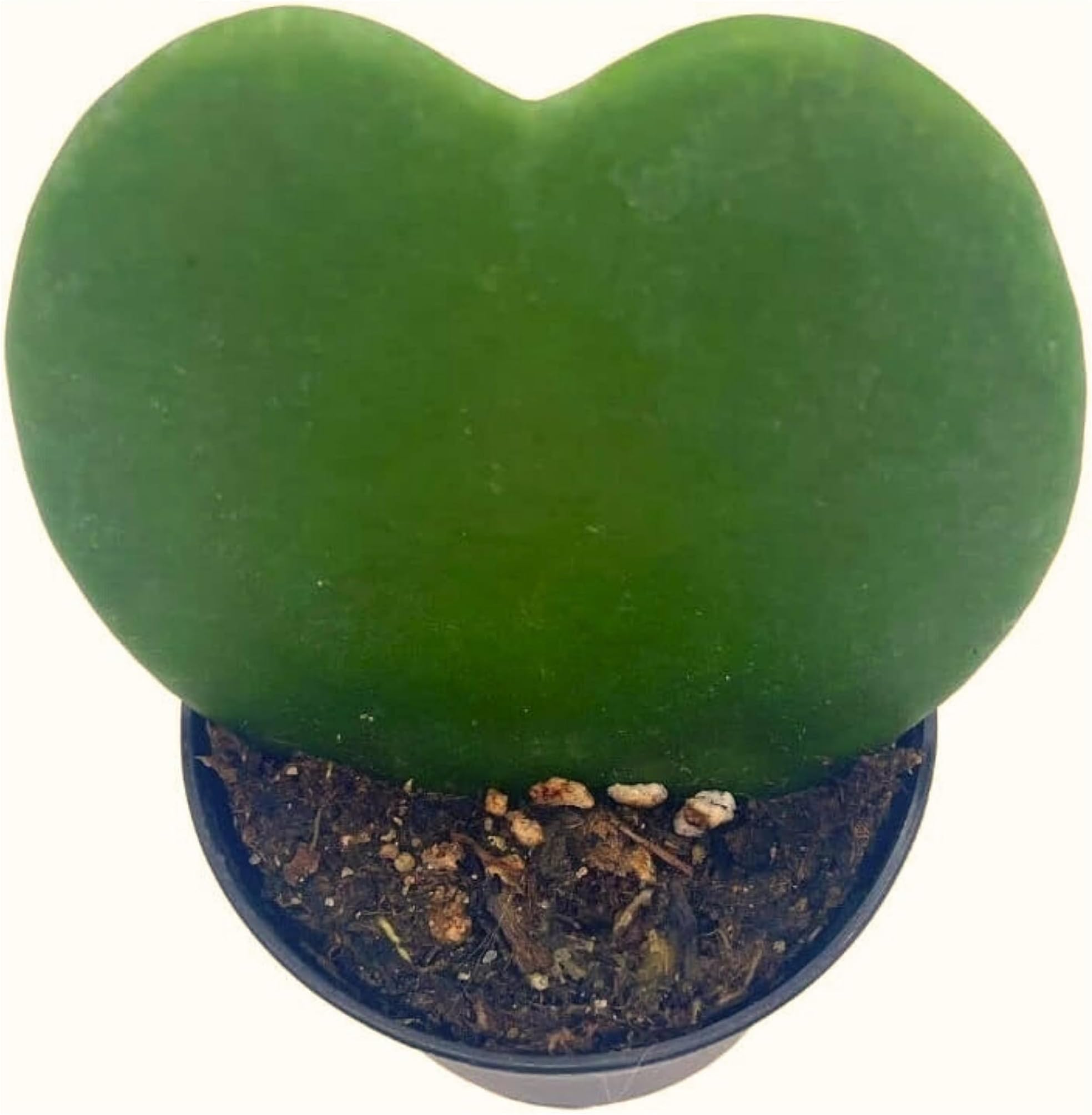 Amazon.com : Hoya Kerrii Heart Plant Live, Hoya Heart Plant, Hoya Plant ...