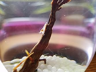 Amazon.com : EcoSphere Closed Aquatic Ecosystem, Small Pod, with ...