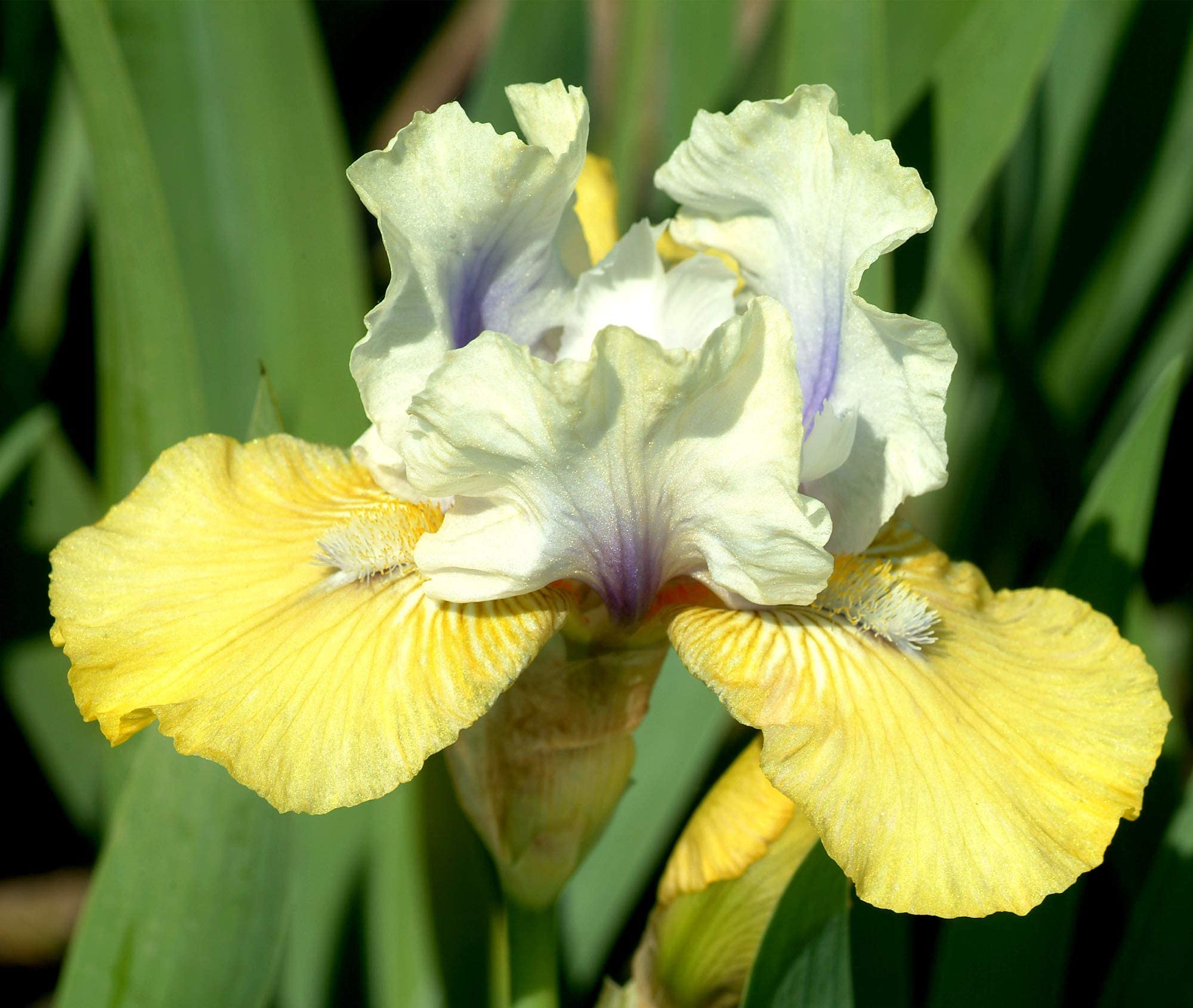 Yellow Bearded Iris