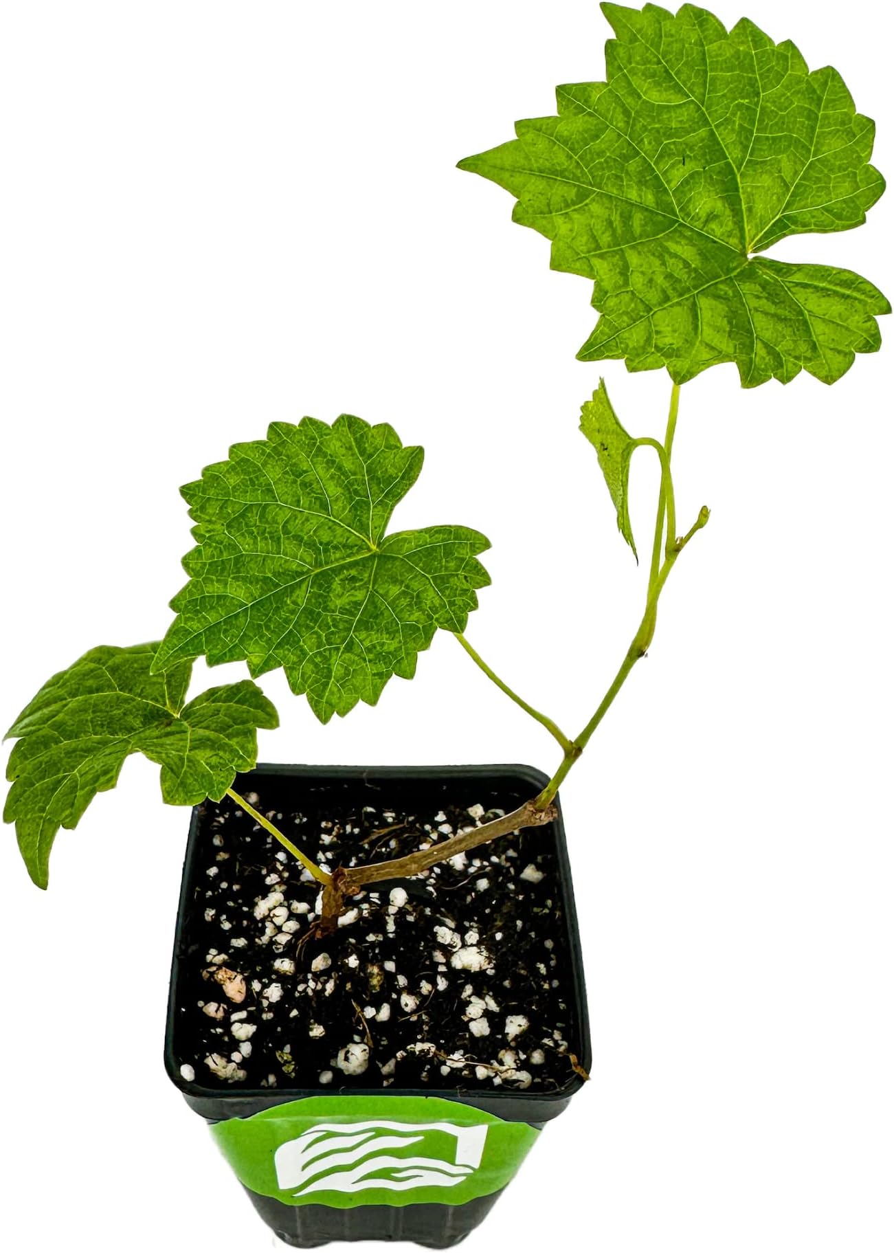 Amazon.com : Grape Plant "Southern Home" includes (4) Four Plants ...