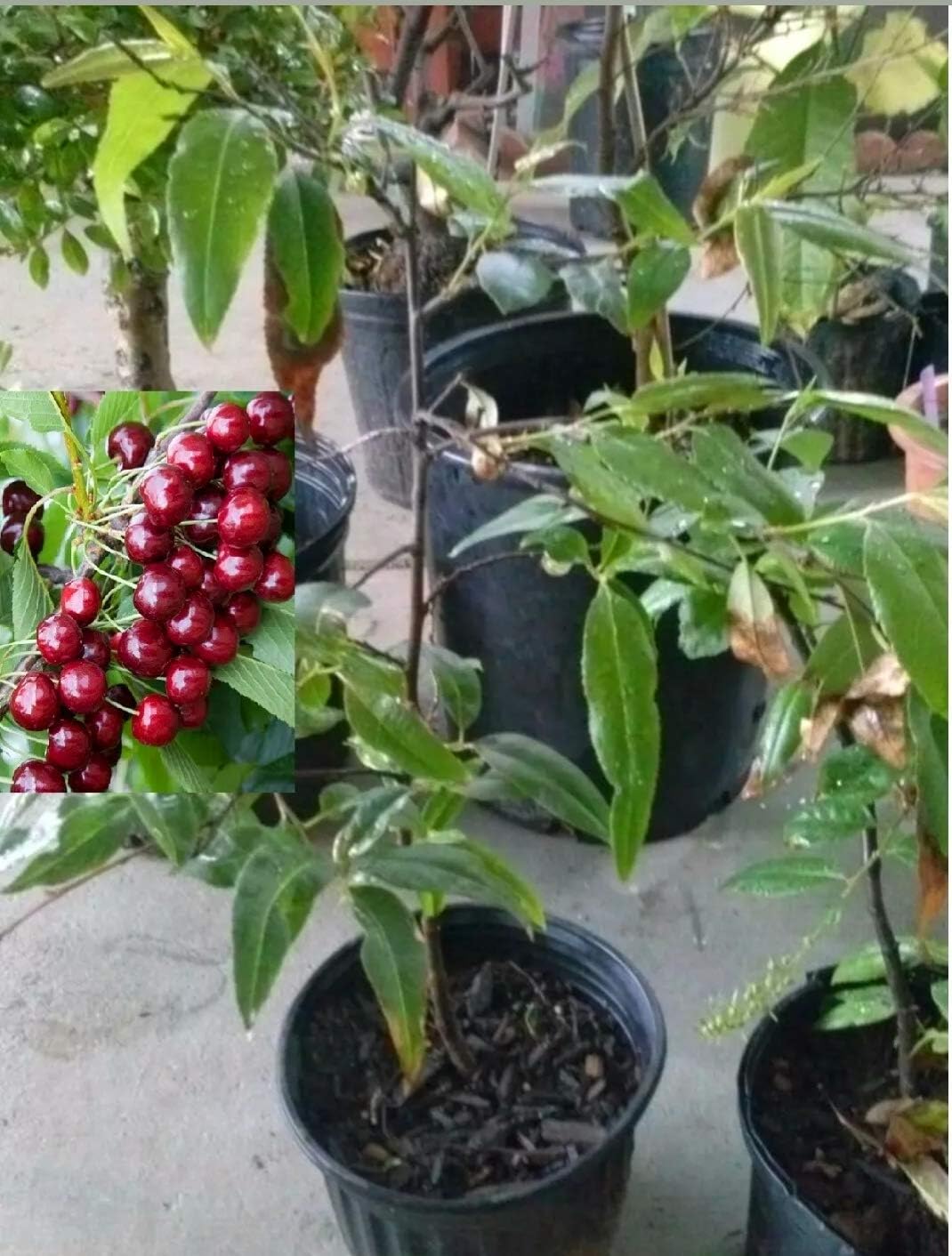 Amazon.com : Chokecherry Tree Seeds (Prunus virginiana) 25+Seeds ...