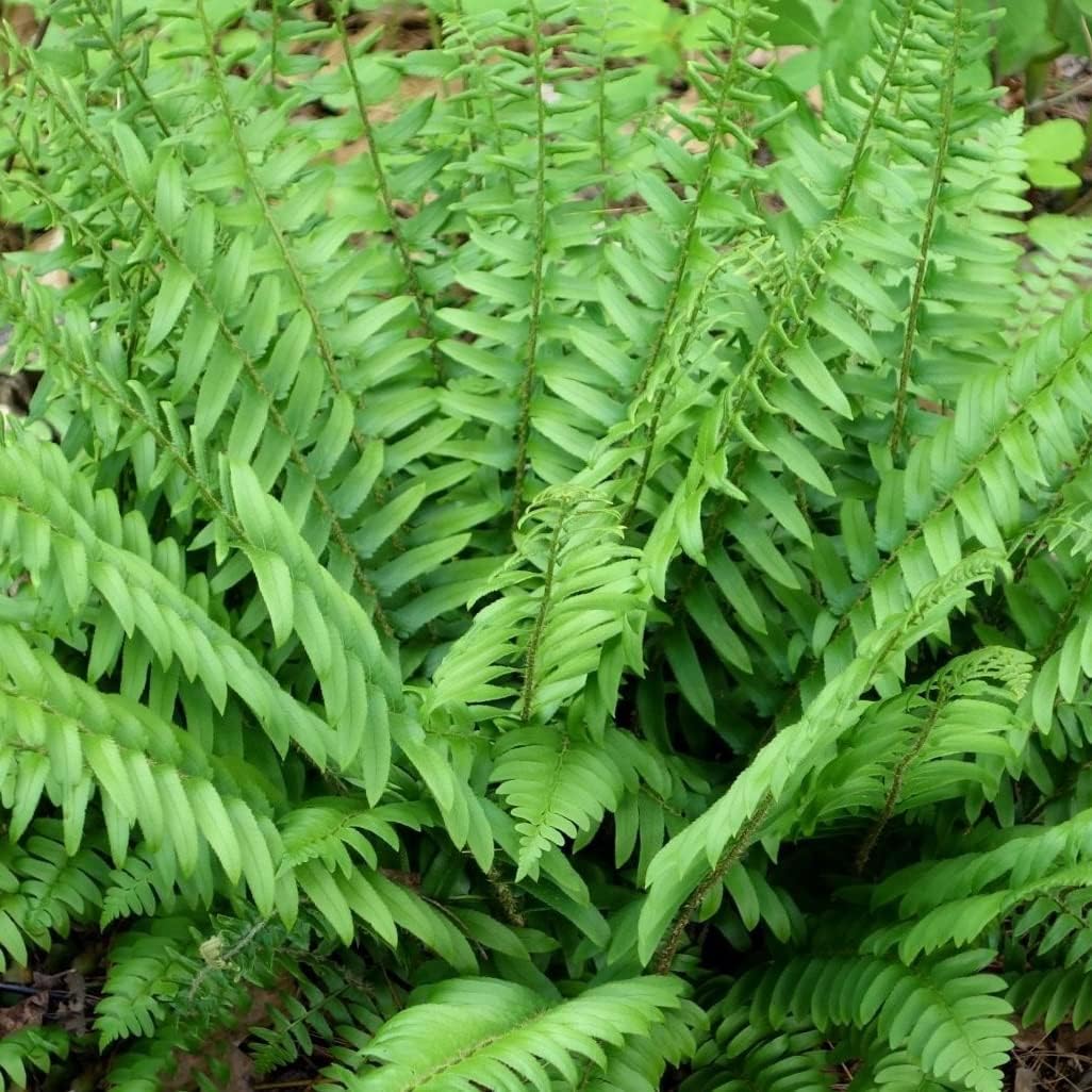 Amazon.com : Votaniki Christmas Fern Roots - Perennials, Hardy Ferns ...