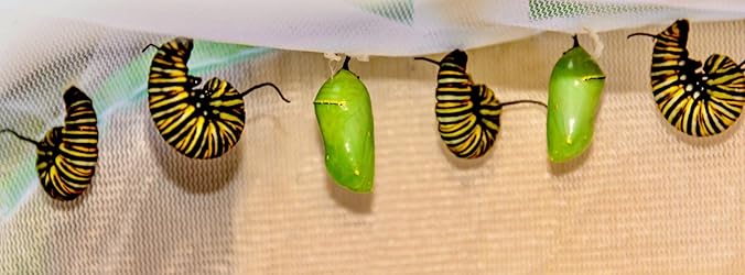 Amazon.com: RESTCLOUD 36" Large Monarch Butterfly Habitat, Giant ...