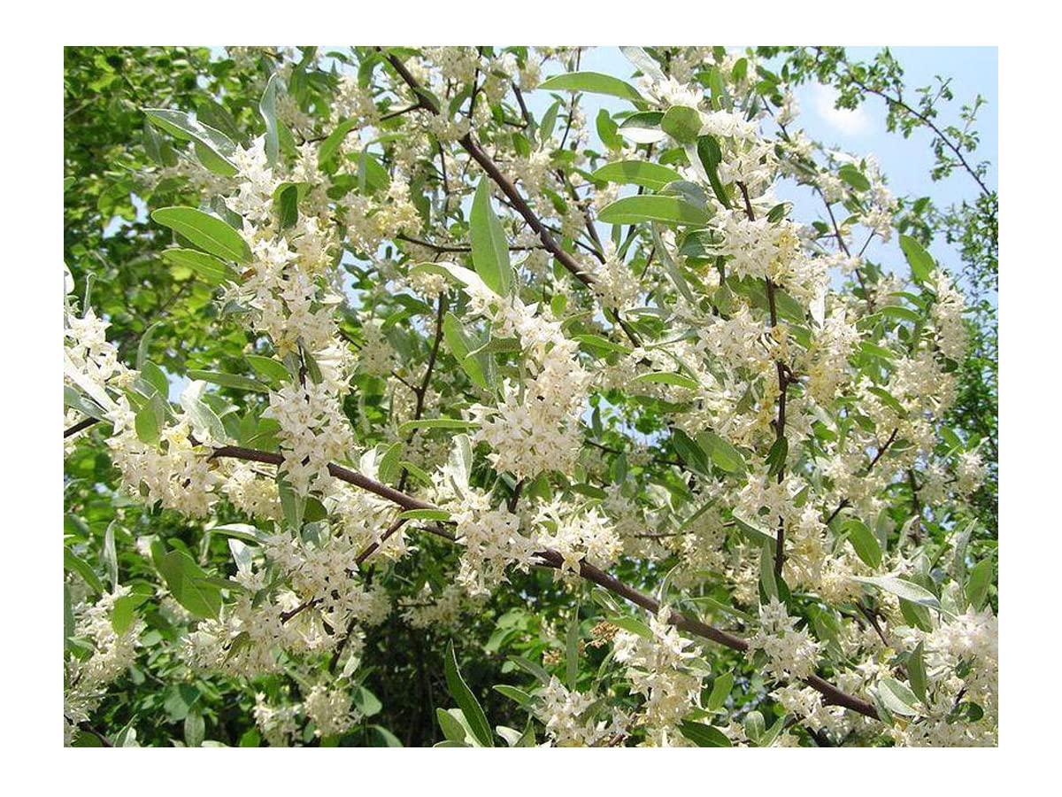 Buy Tree Online Nursery Rare Fruit Shrub Autumn Olive Elaeagnus ...