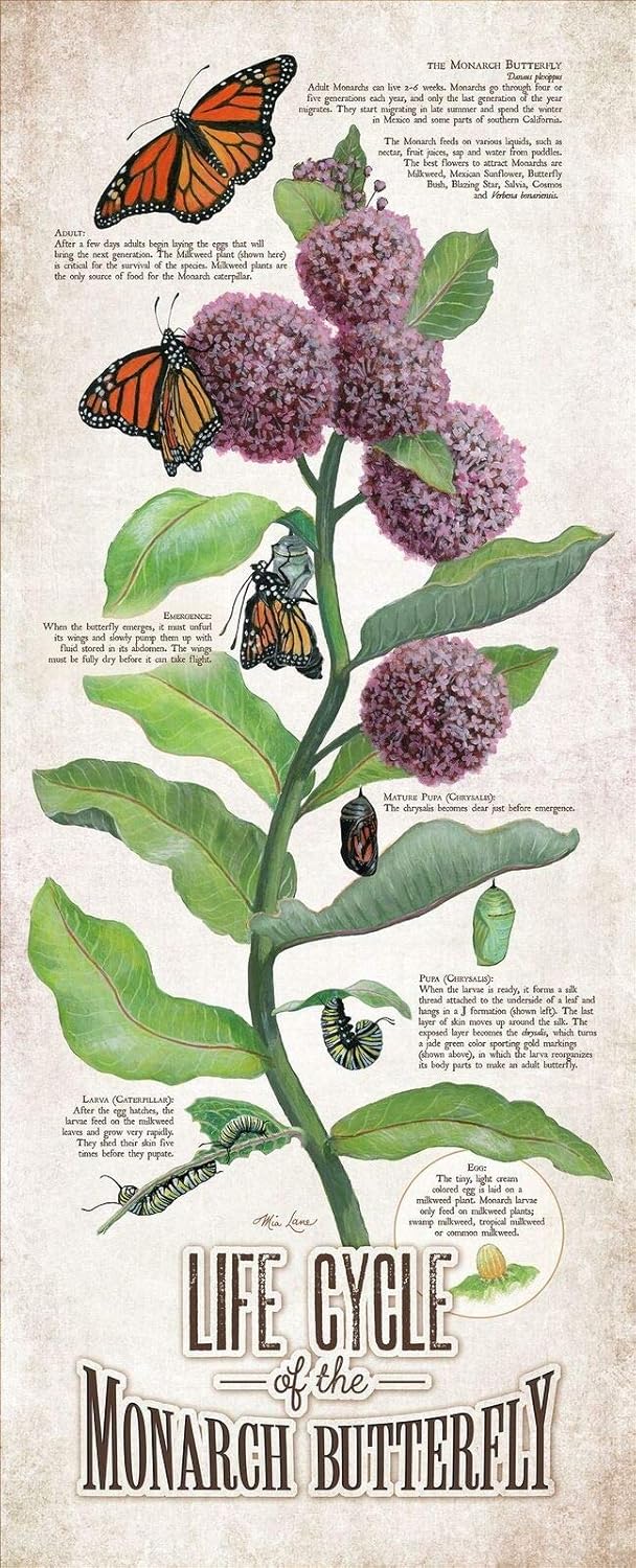Amazon.com : Life Cycle of The Monarch Butterfly Vintage Retro Tin ...