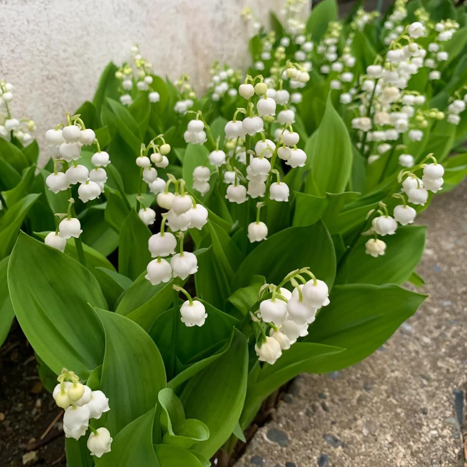 Amazon.com : ROSEWINKLE 10pcs Lily of The Valley Bare Roots, Lily of ...