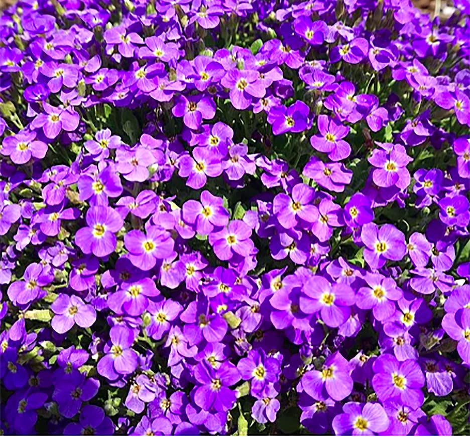 Amazon.com : 700+ Aubrieta Whitewell Gem Hybrid Seeds - Low Growing ...