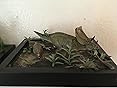 Amazon.com: Tamiya 60101-1:35 Chasmosaurus, Diorama Set : Arts, Crafts ...