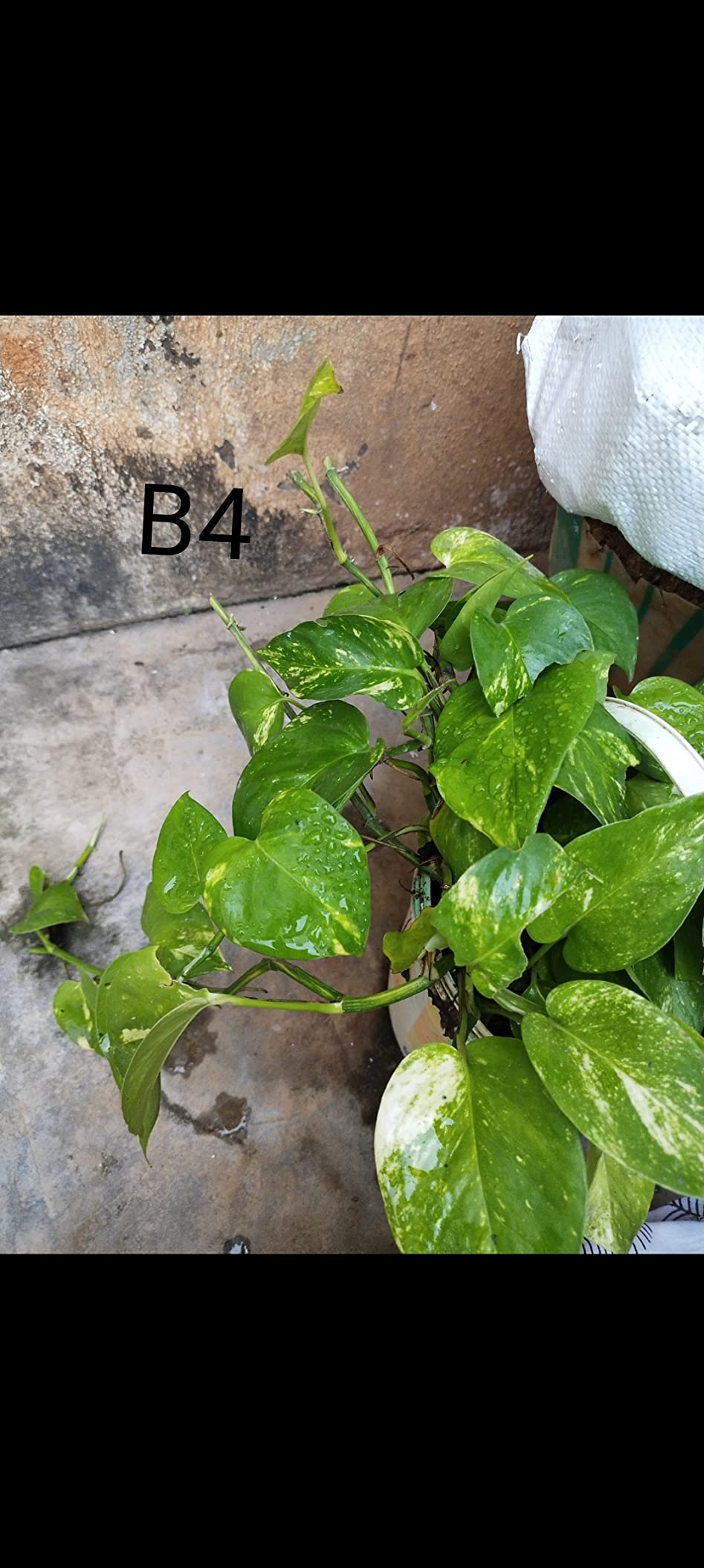 PSO6 Organic Plant Food : Amazon.in: Garden & Outdoors