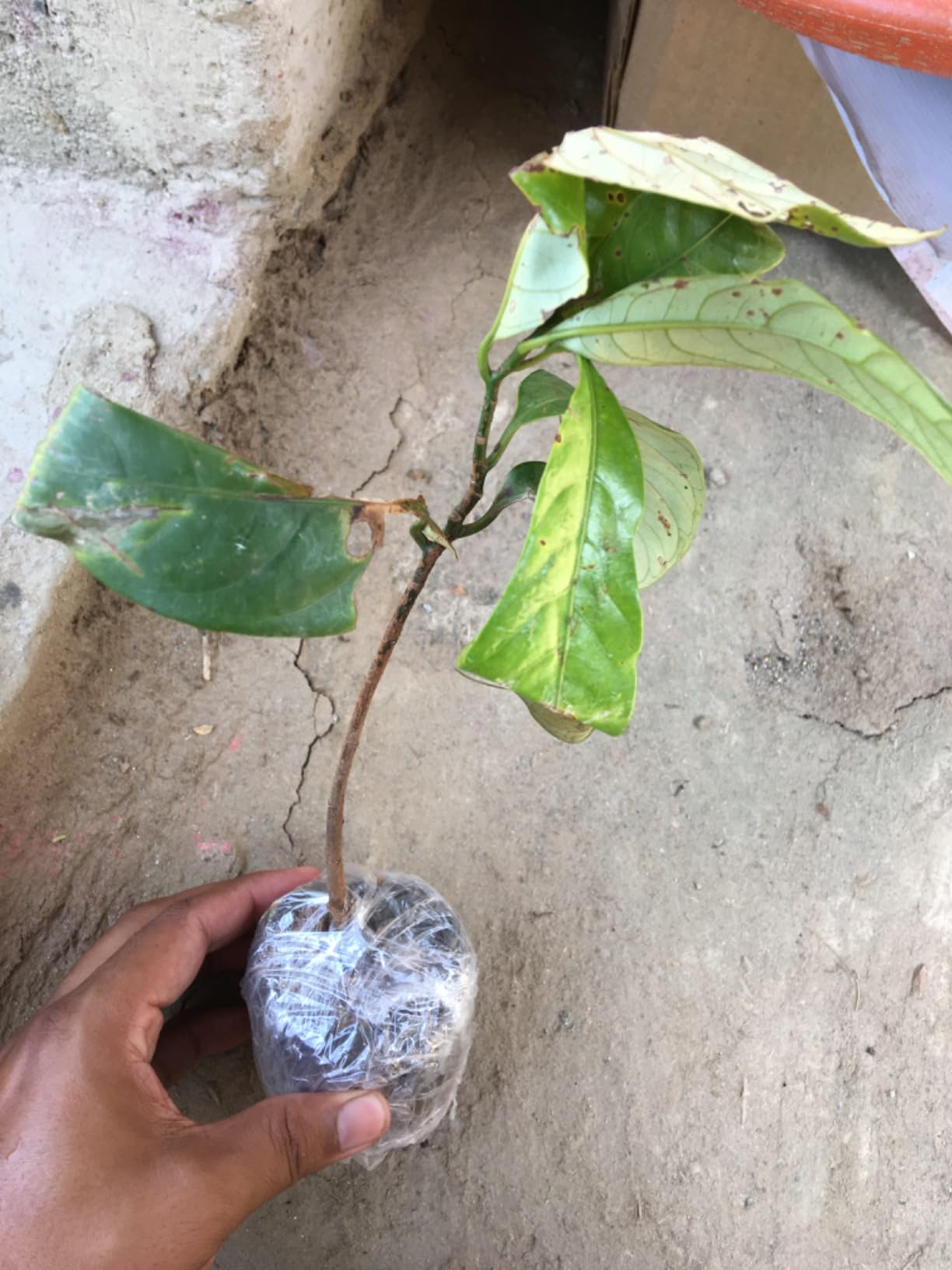 Hug A Plant | Nutmeg/Jaathi (Seedling) (Myristica fragrans) Fruit ...