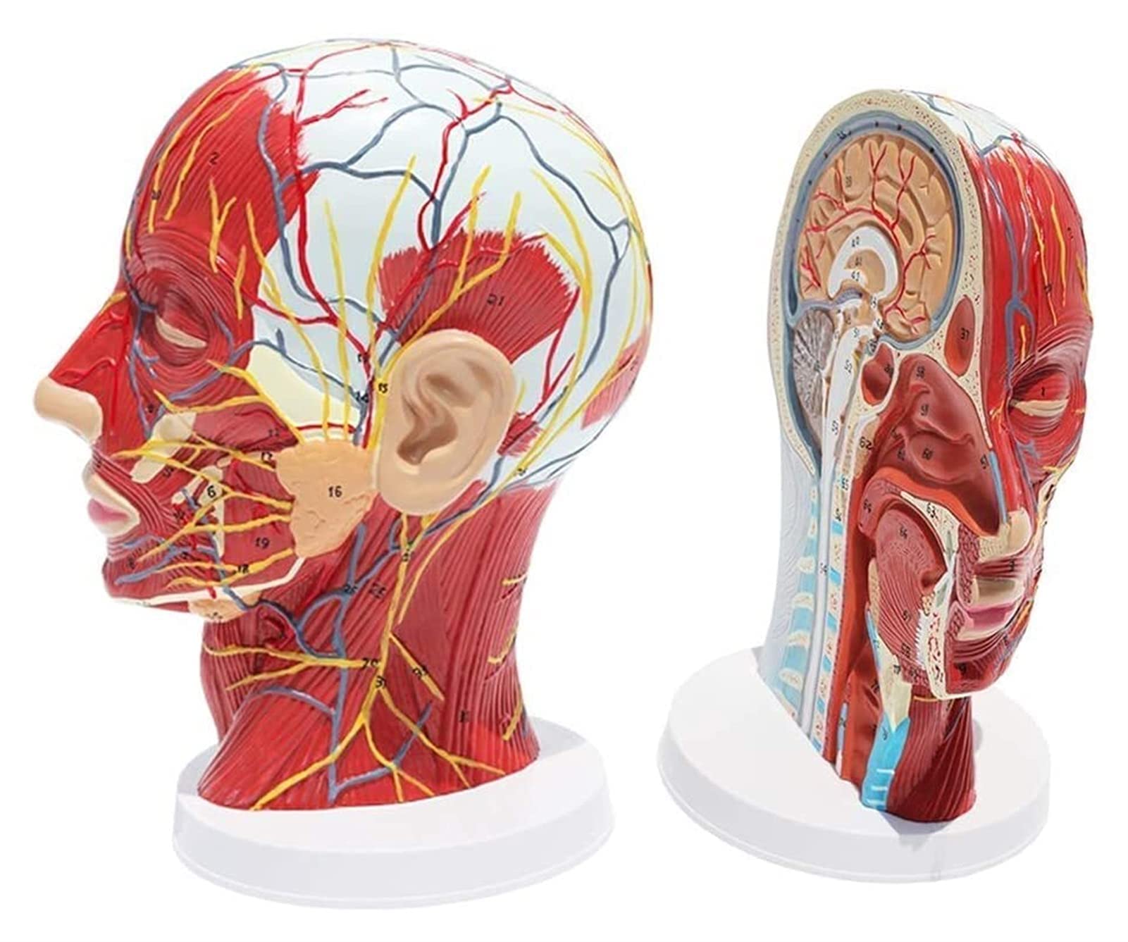 Buy JHGF Body Model Human Head Model Head Anatomical Model Features ...