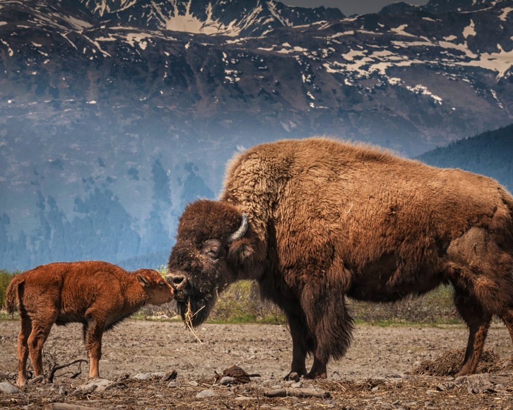 Baby American Bison