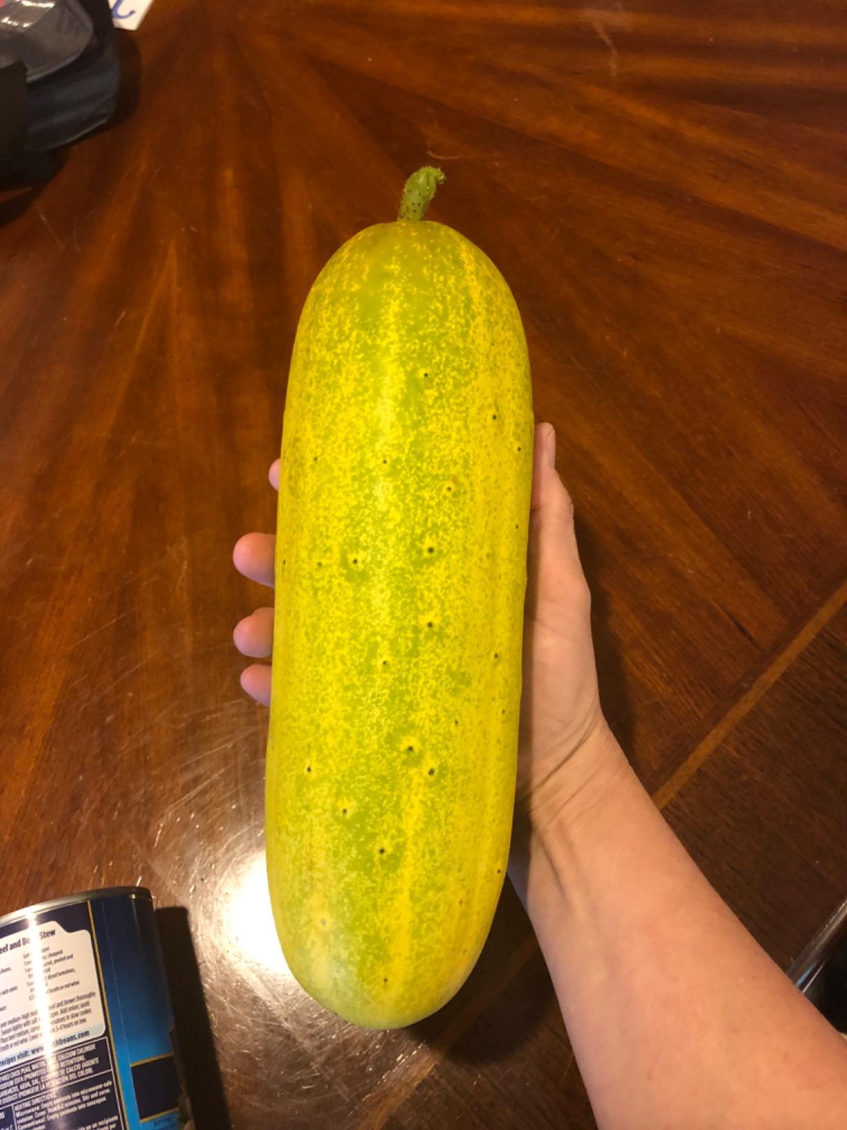 Amazon.com : Persian Middle East Cucumber Seeds high yields of 5 to 7 ...