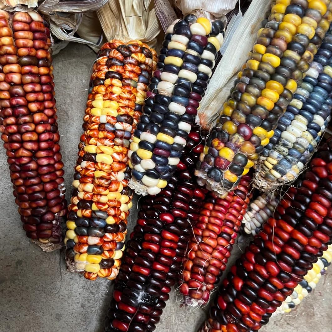 Amazon.com : 130 Seeds Organic Mandan Bride Corn Seeds; Native American ...