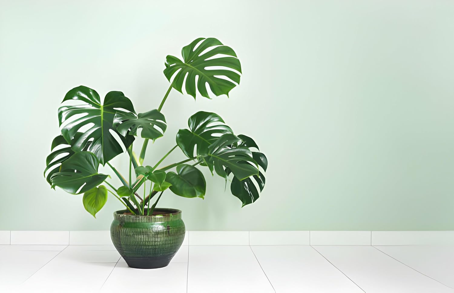 Monstera Deliciosa Plant/Split Leaf Philodendron Monstera Deliciosa ...