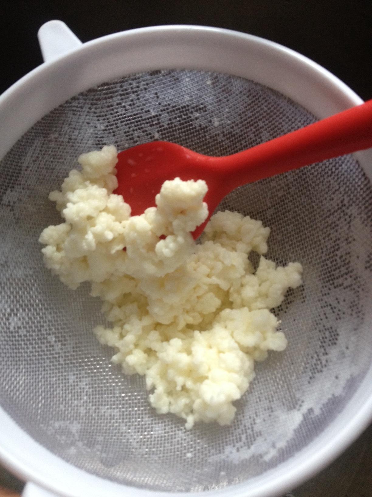 Live Milk Kefir Grains to make kefir milk drink : Amazon.co.uk: Grocery