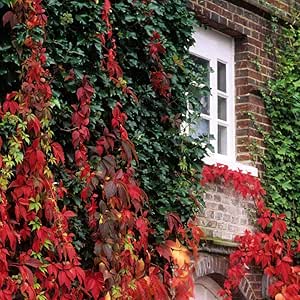 Amazon.com : 3 Virginia Creeper Ivy Plants Live Vine Victoria Creeper ...