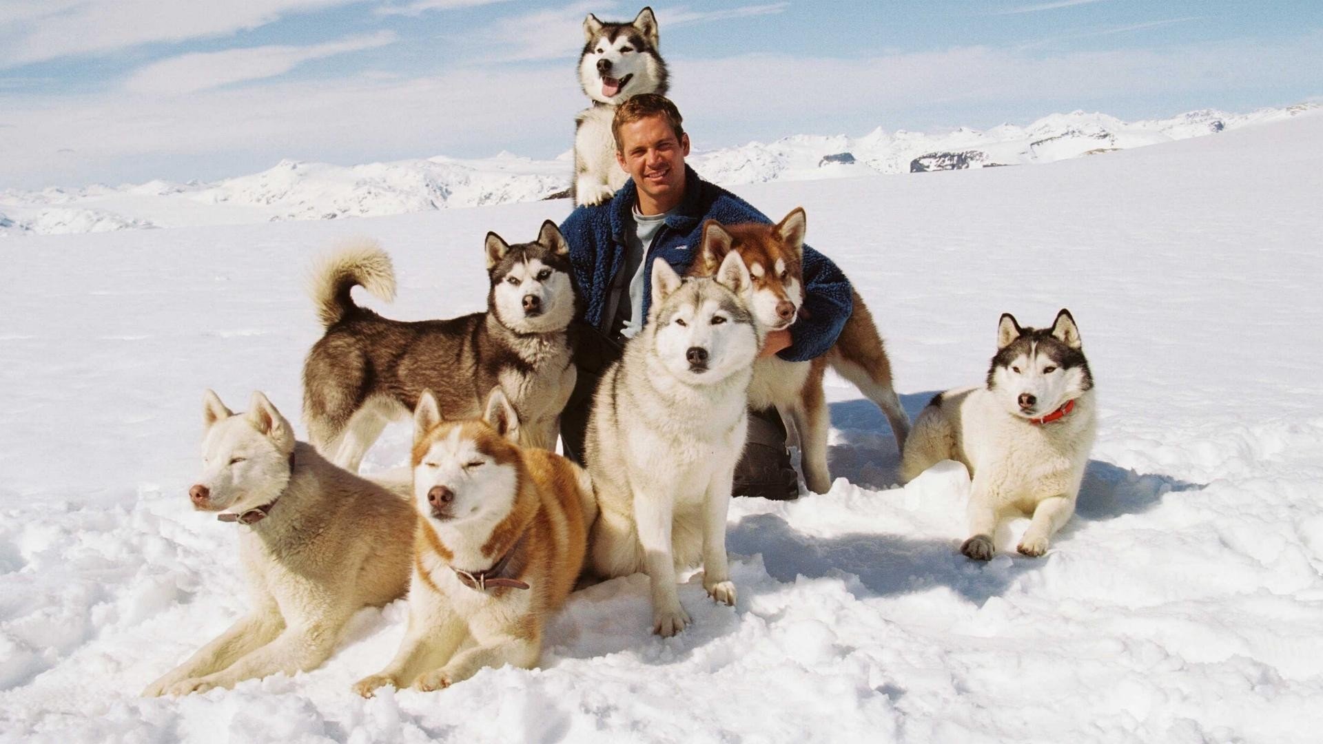 Eight Below Movie Poster