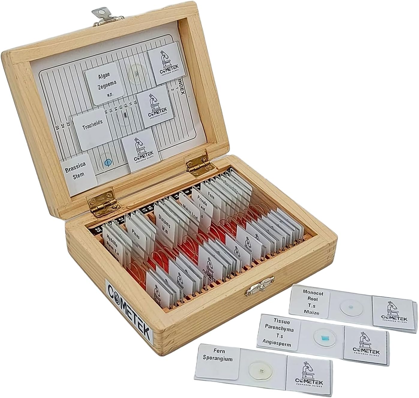 Comet Microscope Prepared Slides in Wooden Box, 25 Slides : Amazon.in ...