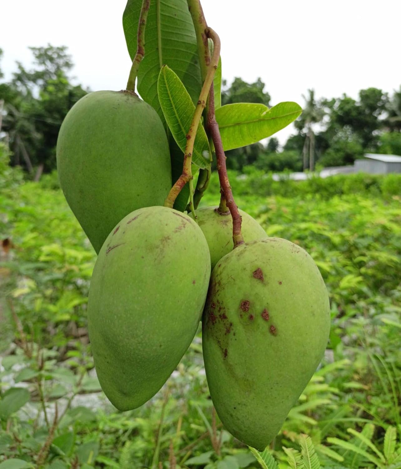 Online plant bazar All Time Katimon Mango Live Plant : Amazon.in ...