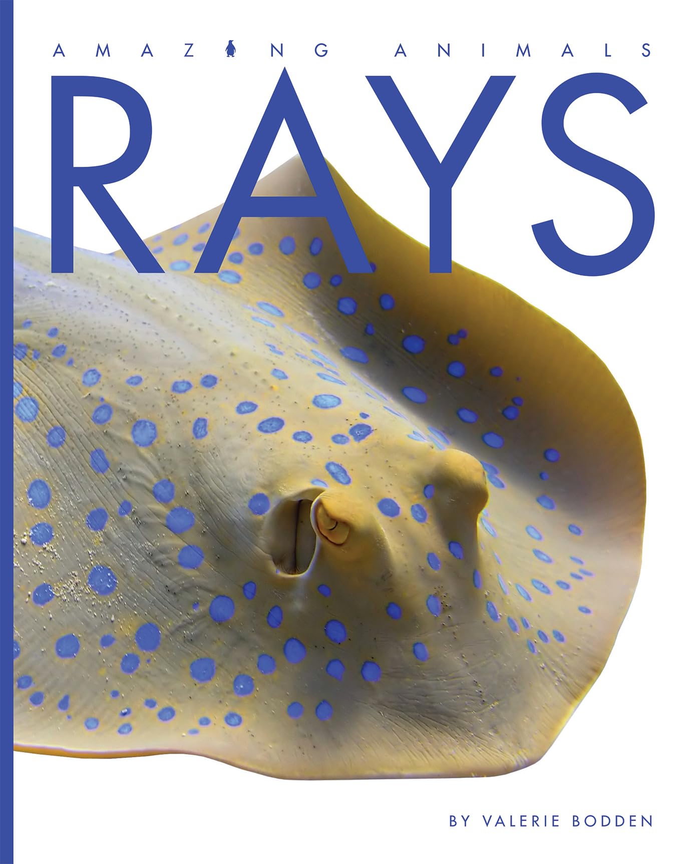Rays (Amazing Animals): Bodden, Valerie: 9781628324983: Amazon.com: Books