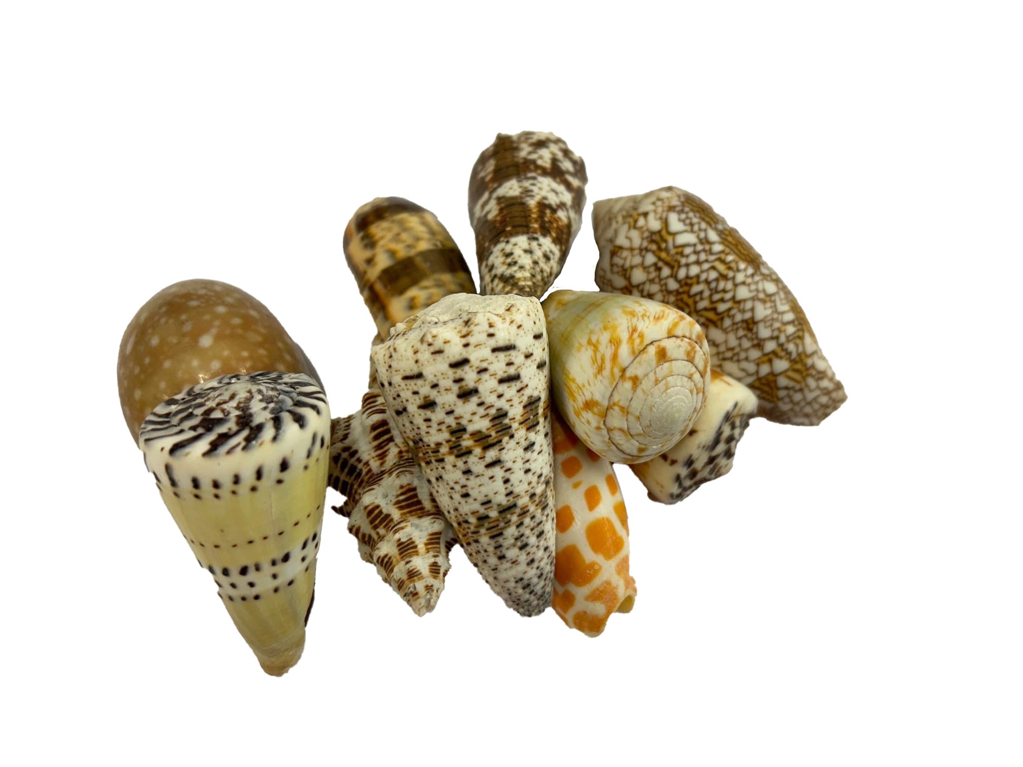 Exotic sea shells | Pack of 10 shells | Beach shells | Seashells ...