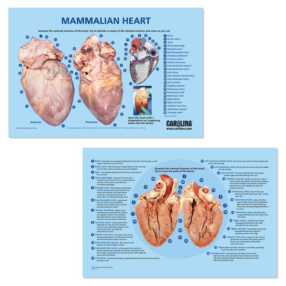Sheep Heart Dissection Worksheet Answers