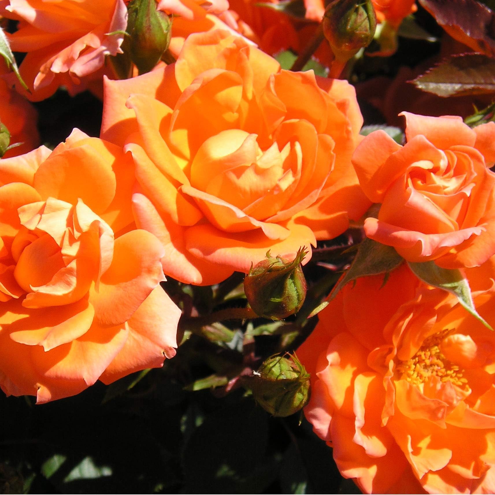 Special Friend - 5.5lt Potted Patio Garden Rose Bush - Pale Pink ...