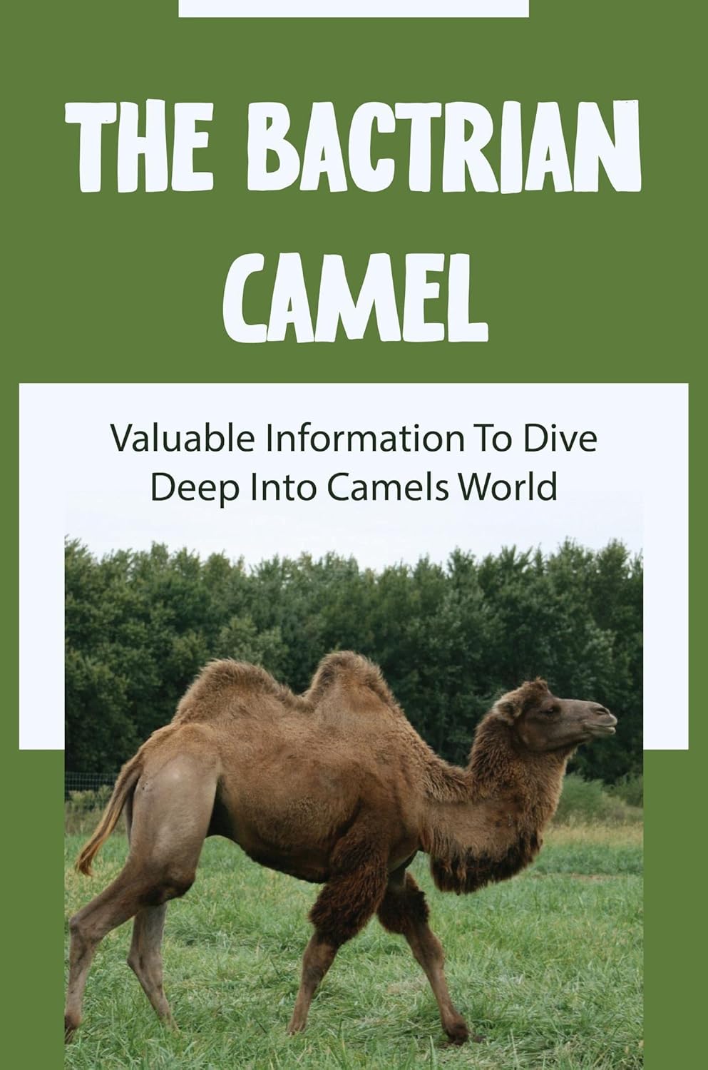 The Bactrian Camel: Valuable Information To Dive Deep Into Camels World ...