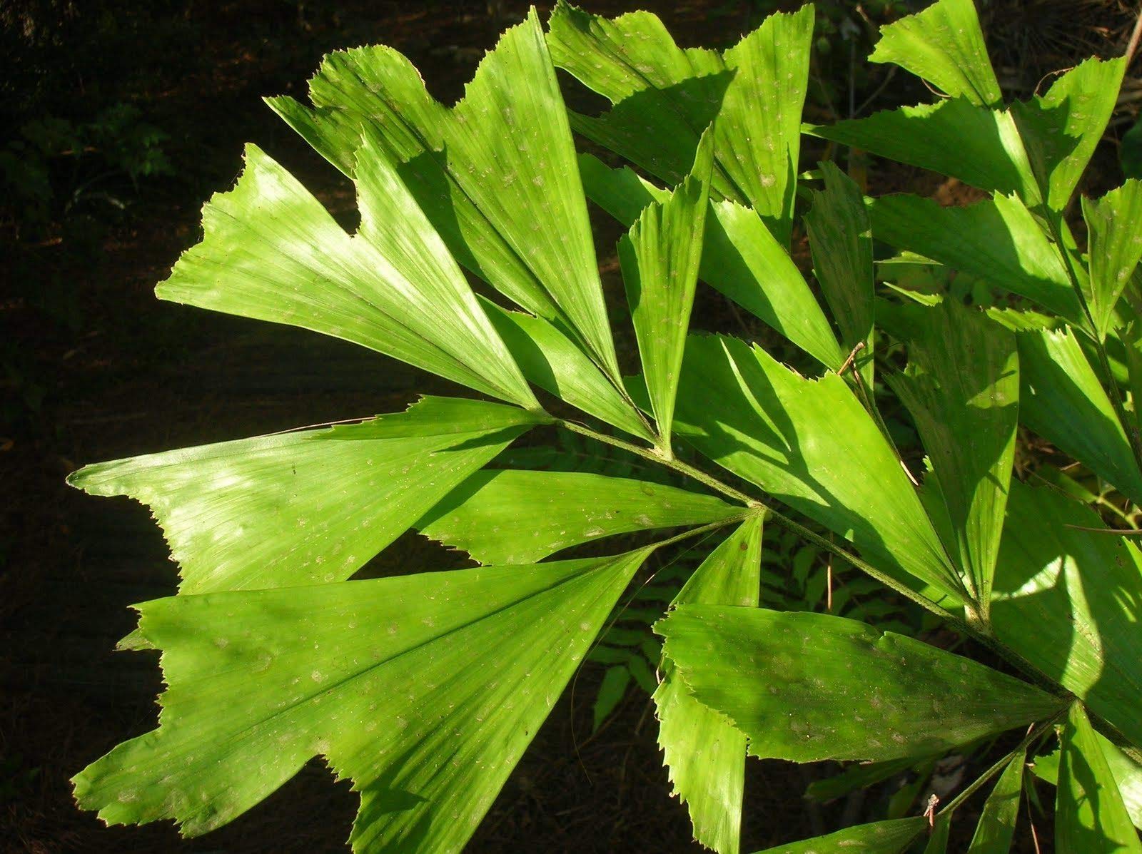 Fishtail Palm Leaves