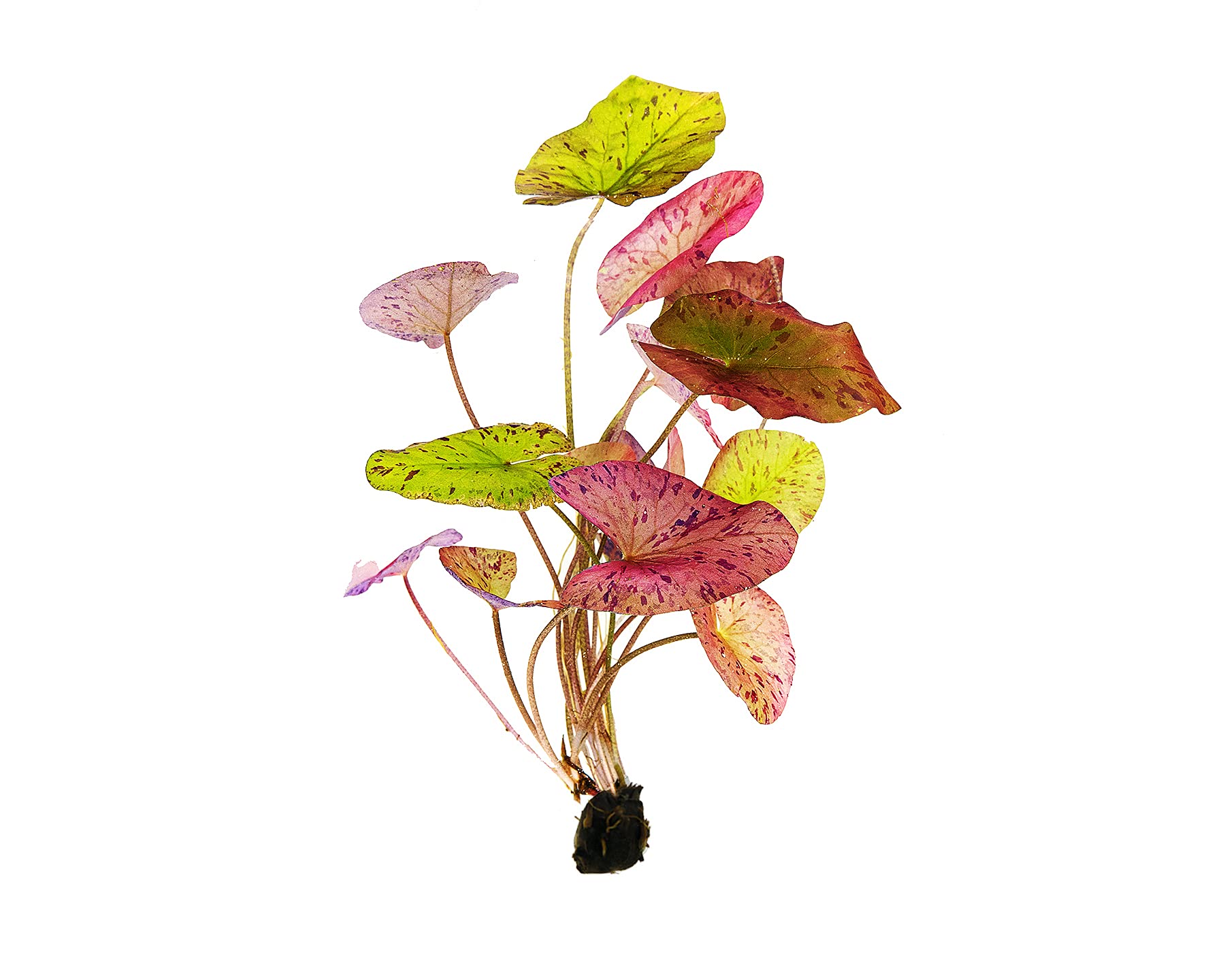 Garnelio – Tigre lotus rouge pour aquarium – Plantes aquatiques ...