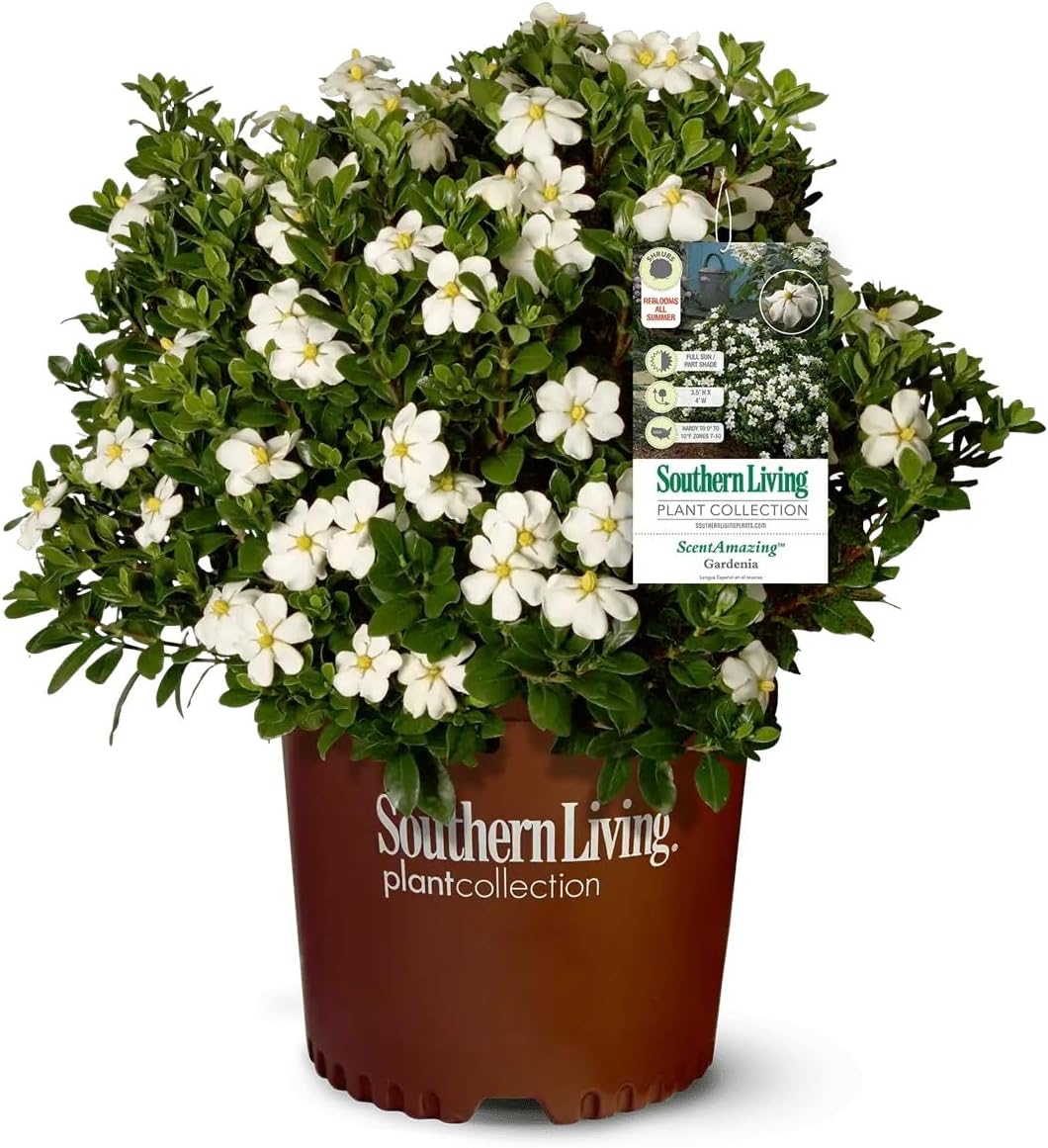 Amazon.com : Plants by Mail Scentamazing Gardenia (2 Gallon) Blooming ...