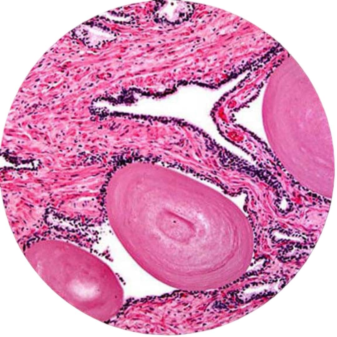 Snapklik.com : AmScope - 40X-2500X LED Lab Binocular Compound Microscope