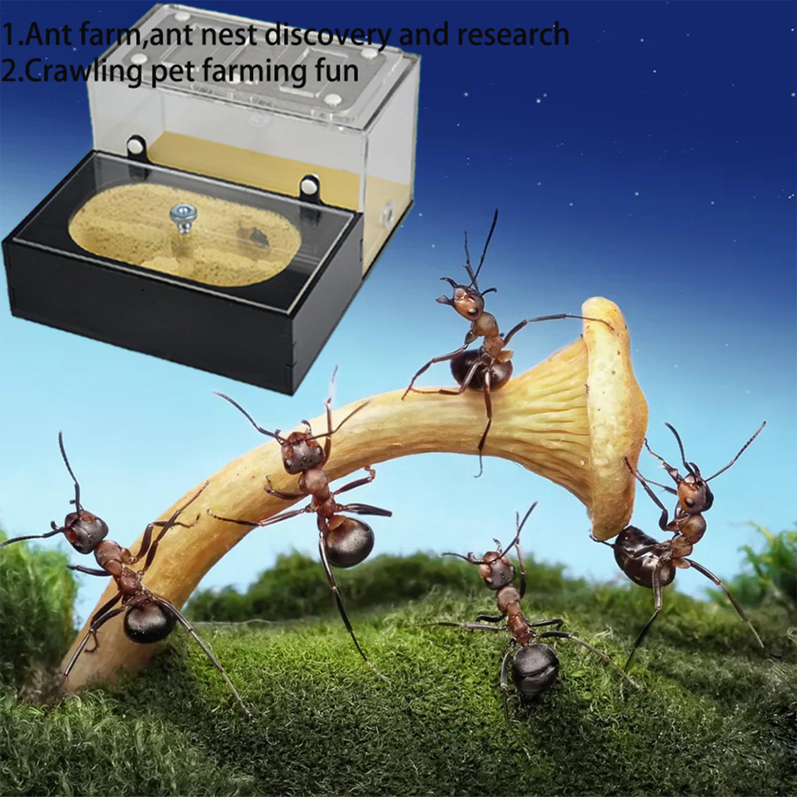 PAEOUT Ant Farm Starter Kit for Kids and Adults, Ant Nest Formicarium ...