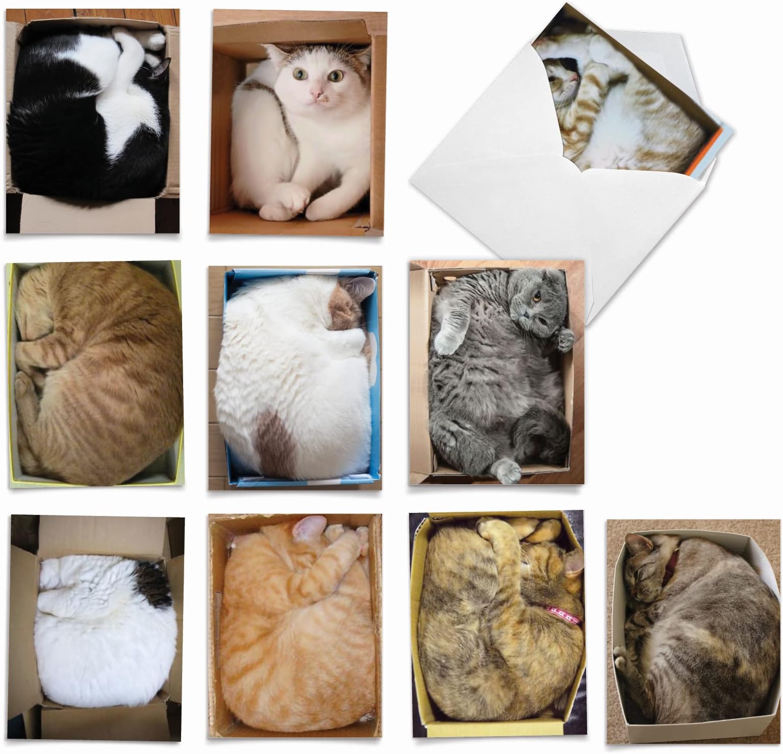 Amazon.com : The Best Card Company - 10 All Occasion Blank Cat Cards (4 ...