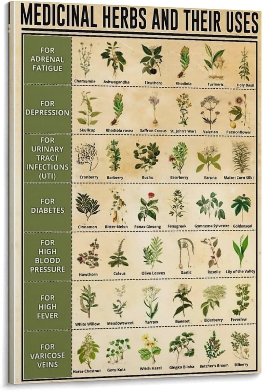 Amazon.com: Educational Posters Medicinal Herbs And Their Uses ...