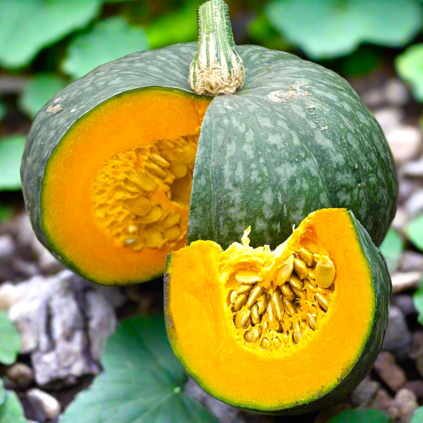 Amazon.com : Puerto Rican Pumpkin/Calabaza ( 25 Seeds) - Open ...