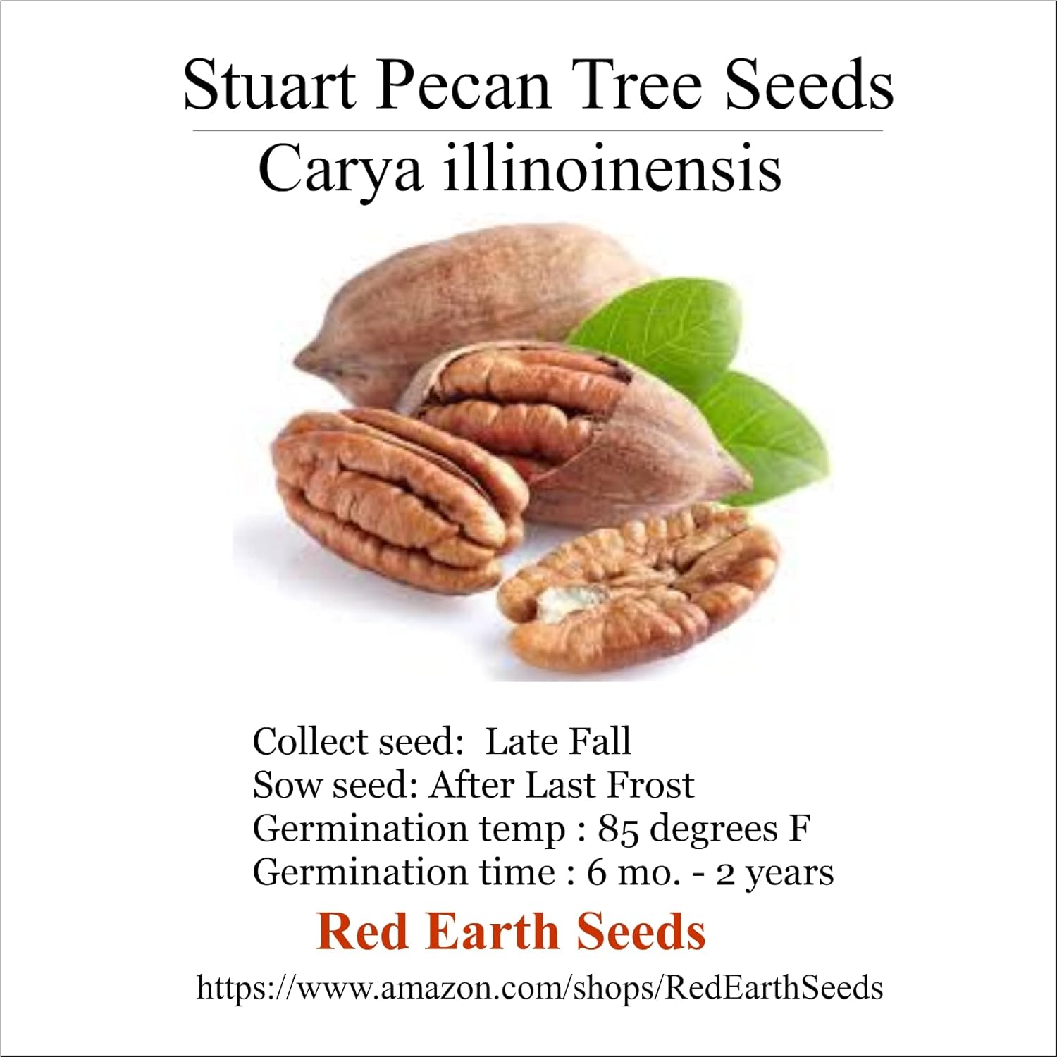 Amazon.com: 10 Stuart Variety Pecan Seeds - Carya illinoinensis ...