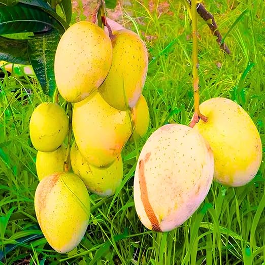 Amazon.com : Large Yellow Mango Tree Live Plant, 8 to 14 Inches Tall in ...