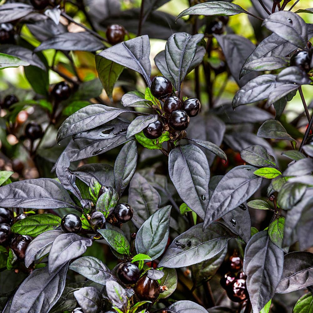 Amazon.com : Outsidepride Black Pearl Pepper Seeds – 15 Pcs Annual ...