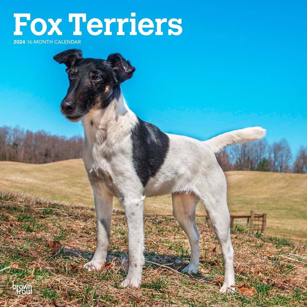 Fox Terriers | 2024 12 x 24 Inch Monthly Square Wall Calendar ...