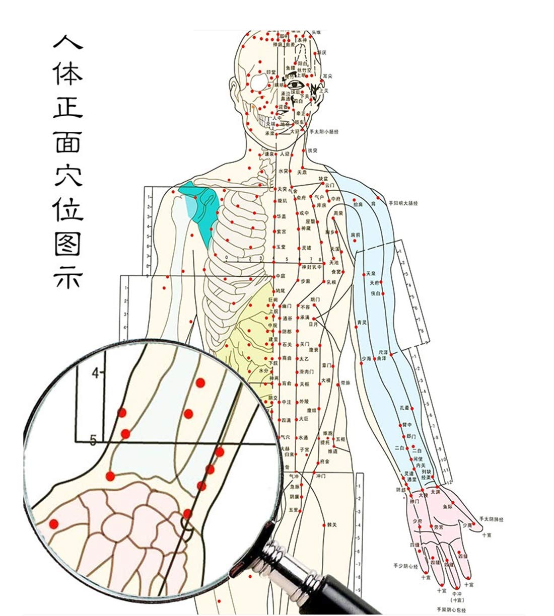 Set of 3 Human Body Acupuncture Point Silk Diagram Nepal | Ubuy