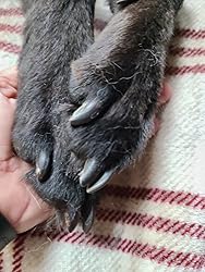 I'm Still Here: A Dog's Purpose Forever: Michon, Cathryn, Taylor, Seth ...