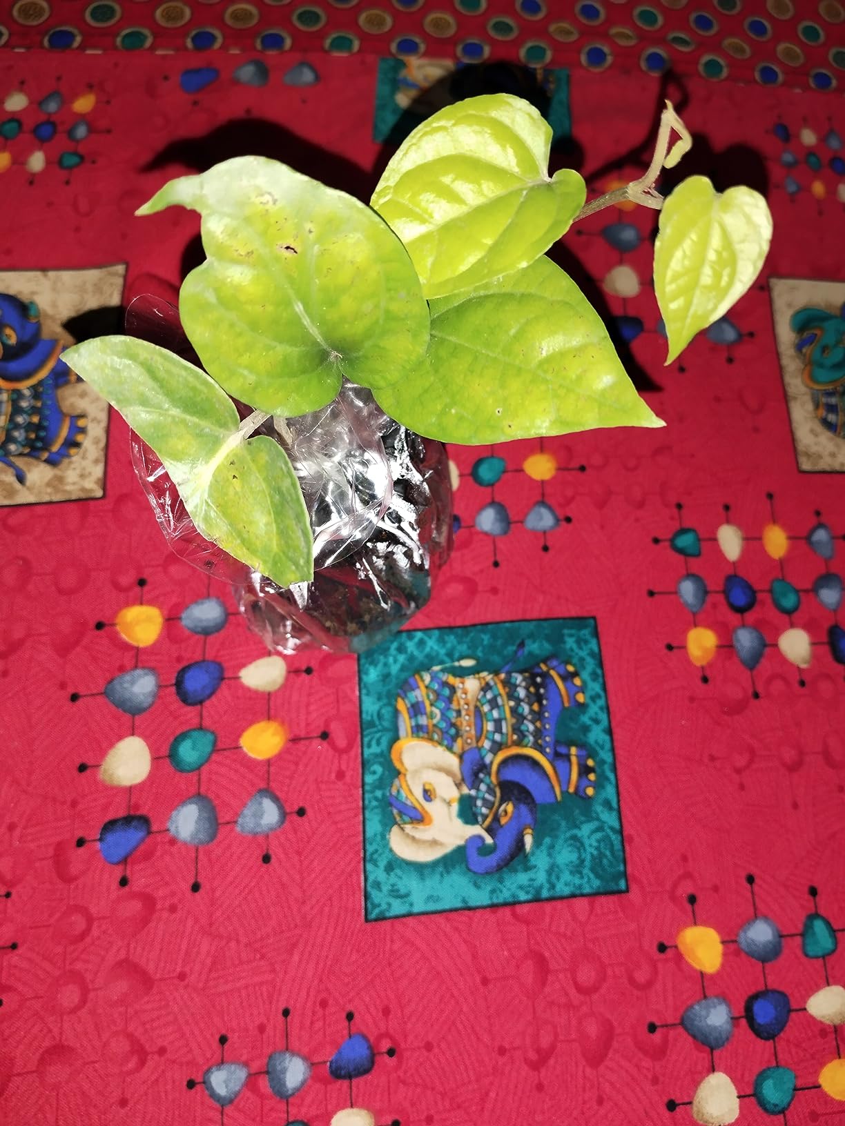 GREEEN Earth PAN Betel (Magai Paan) Live Plants : Amazon.in: Garden ...