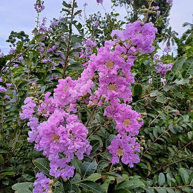 Furush Flower/Crape myrtle Lagerstroemia Live Plant(Purple)|Outdoor ...