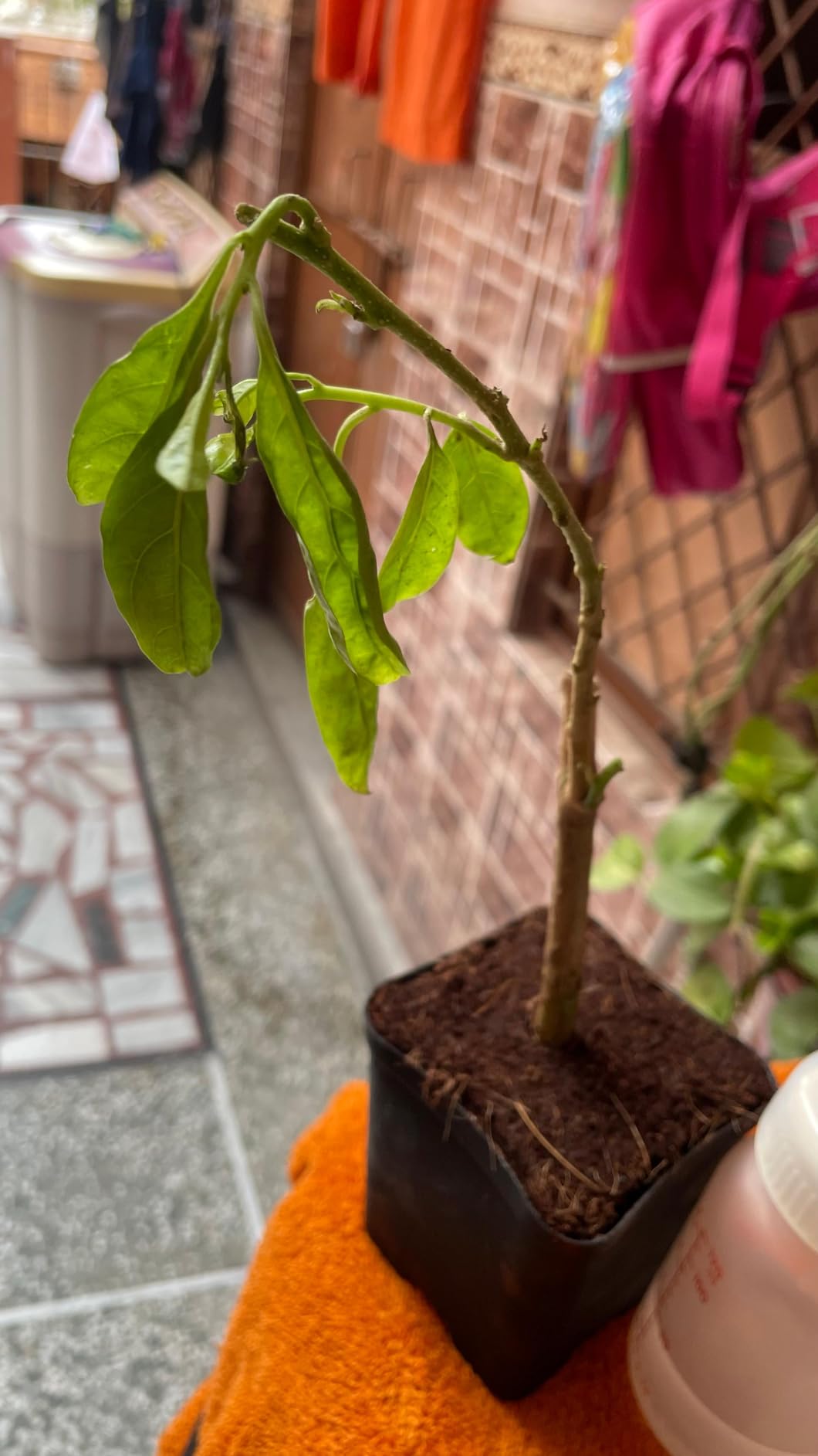 Growing Plants Live Hasnuhana Raat ki Raani Queen of The Night Plant ...