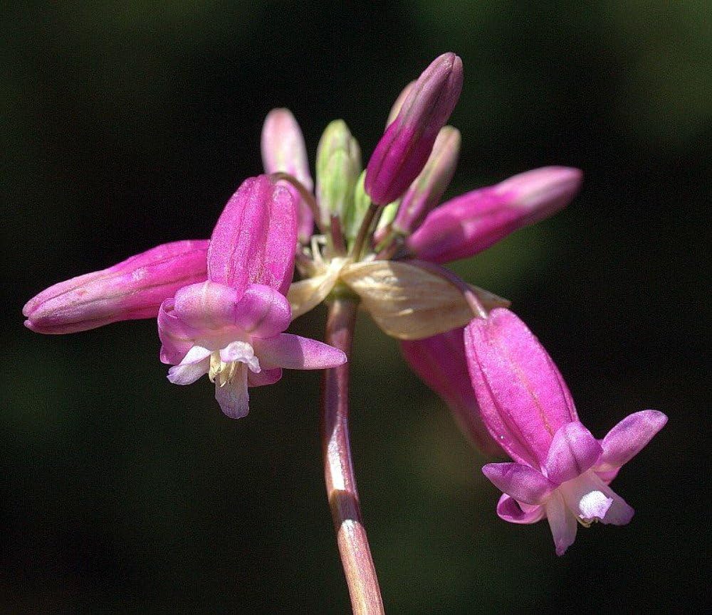 Amazon.com : Pink Diamond Firecracker Flower - 6 Bulbs 5/+ cm ...