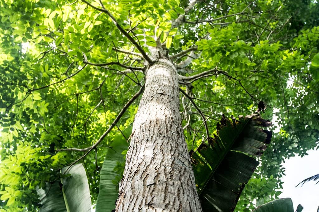 6 mahogany tree, Swietenia Tree, Mahogany Tree Plant Pack - 6 Plant ...