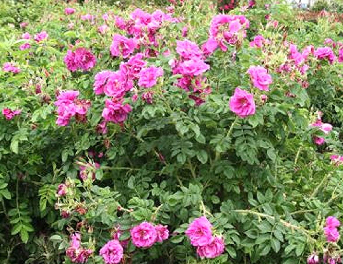 'Rotes Meer' (R), Kleinstrauchrose (Rosa rugosa Hybride) im 4 Liter ...